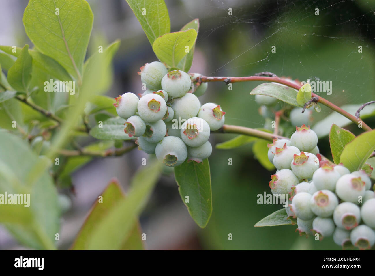 blueberry plant, unripe berries and leaves. Blueberries, Vaccinium ...