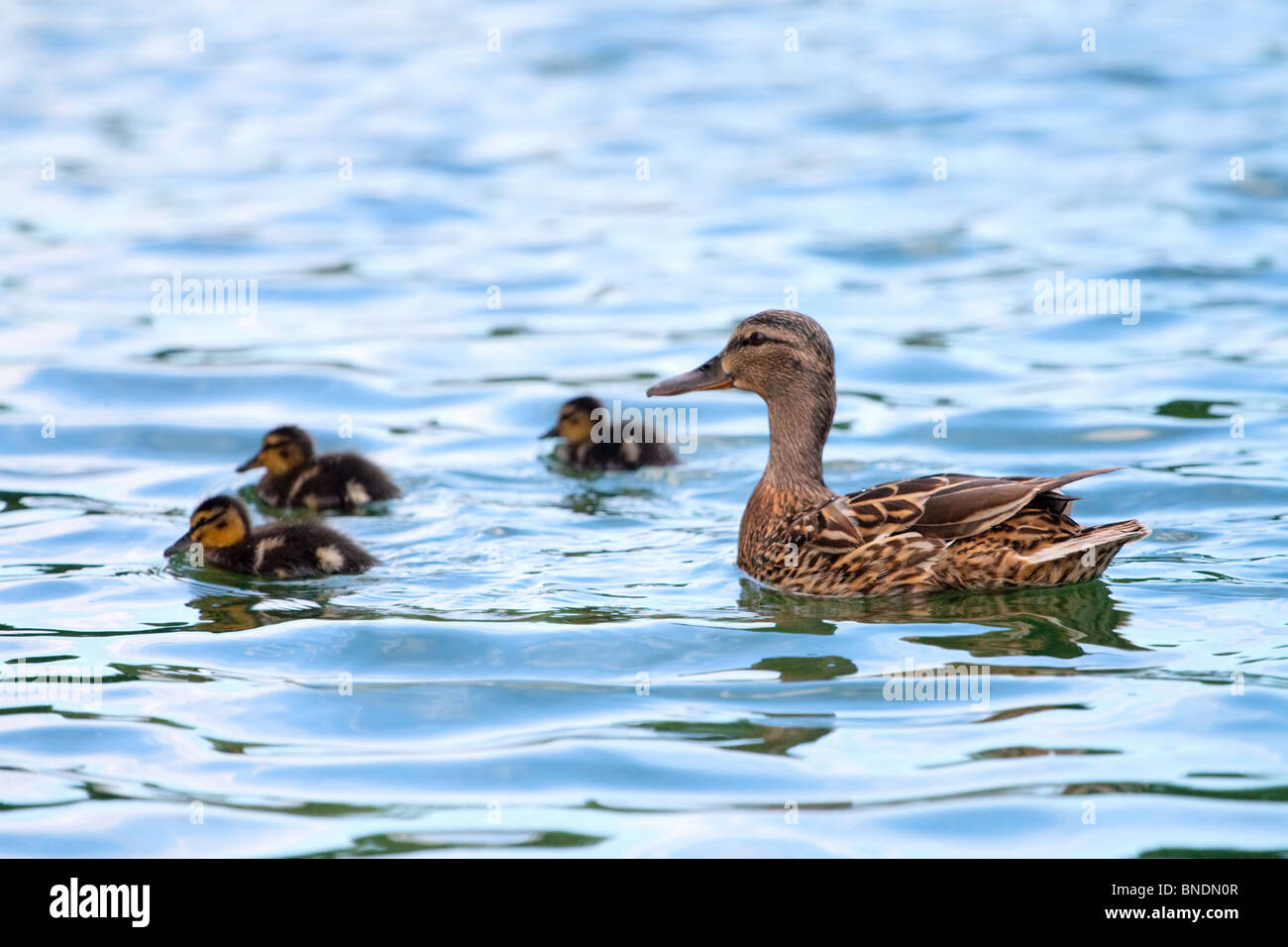 Water bird baby hi-res stock photography and images - Alamy