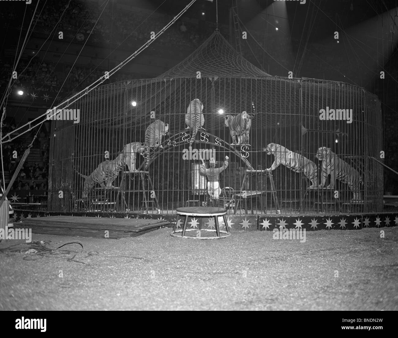 Circus tigers hi-res stock photography and images - Alamy