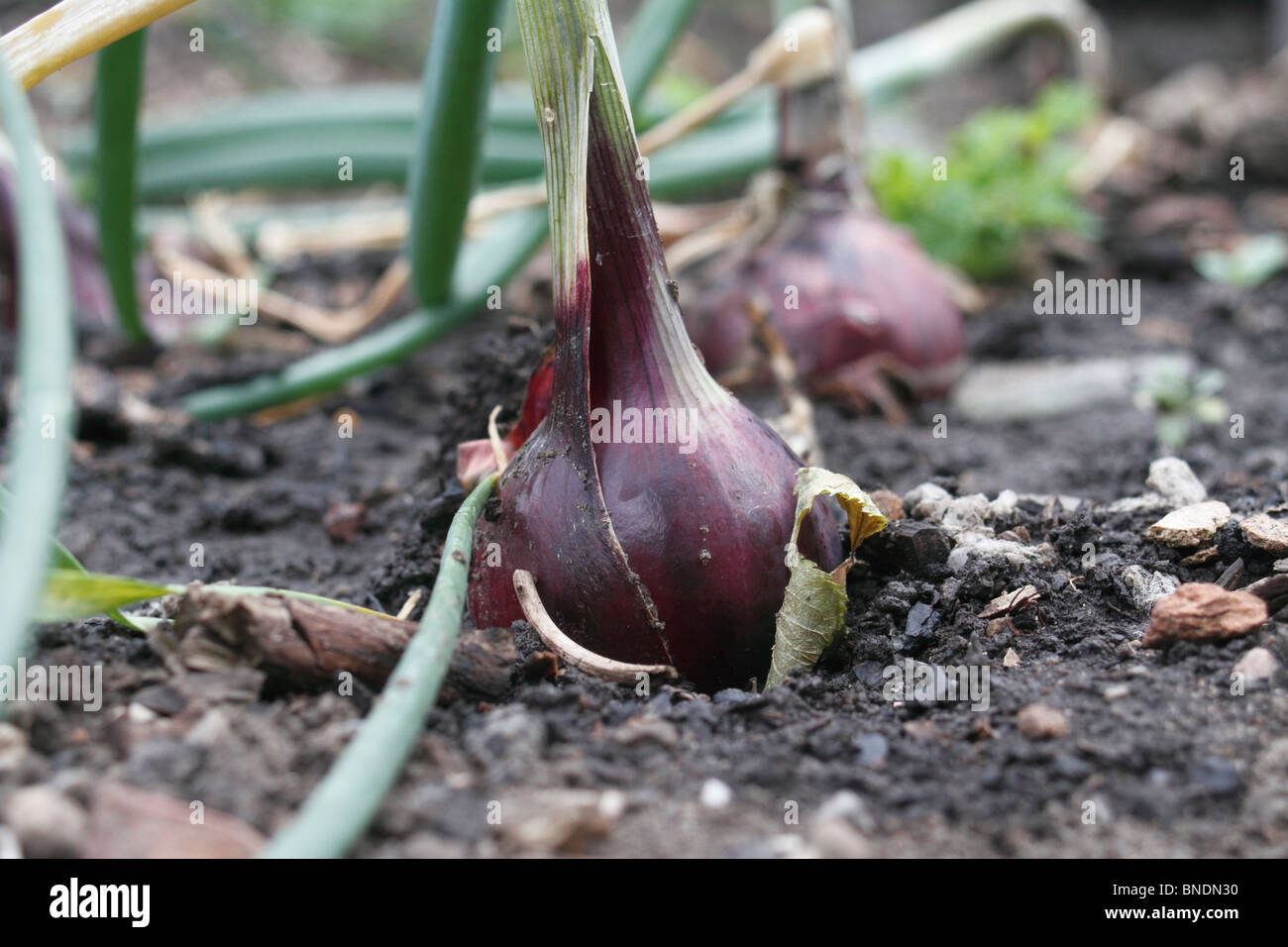 Purple red skin onions hi-res stock photography and images - Alamy