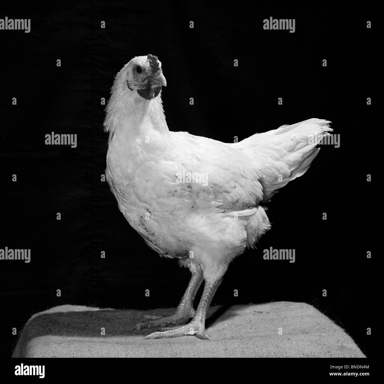 Side profile of a chicken Stock Photo - Alamy