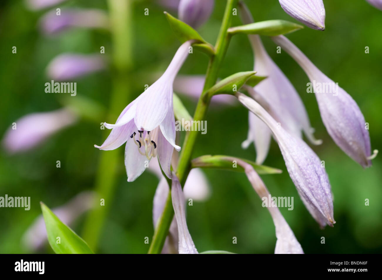 White bell flowers hi-res stock photography and images - Alamy
