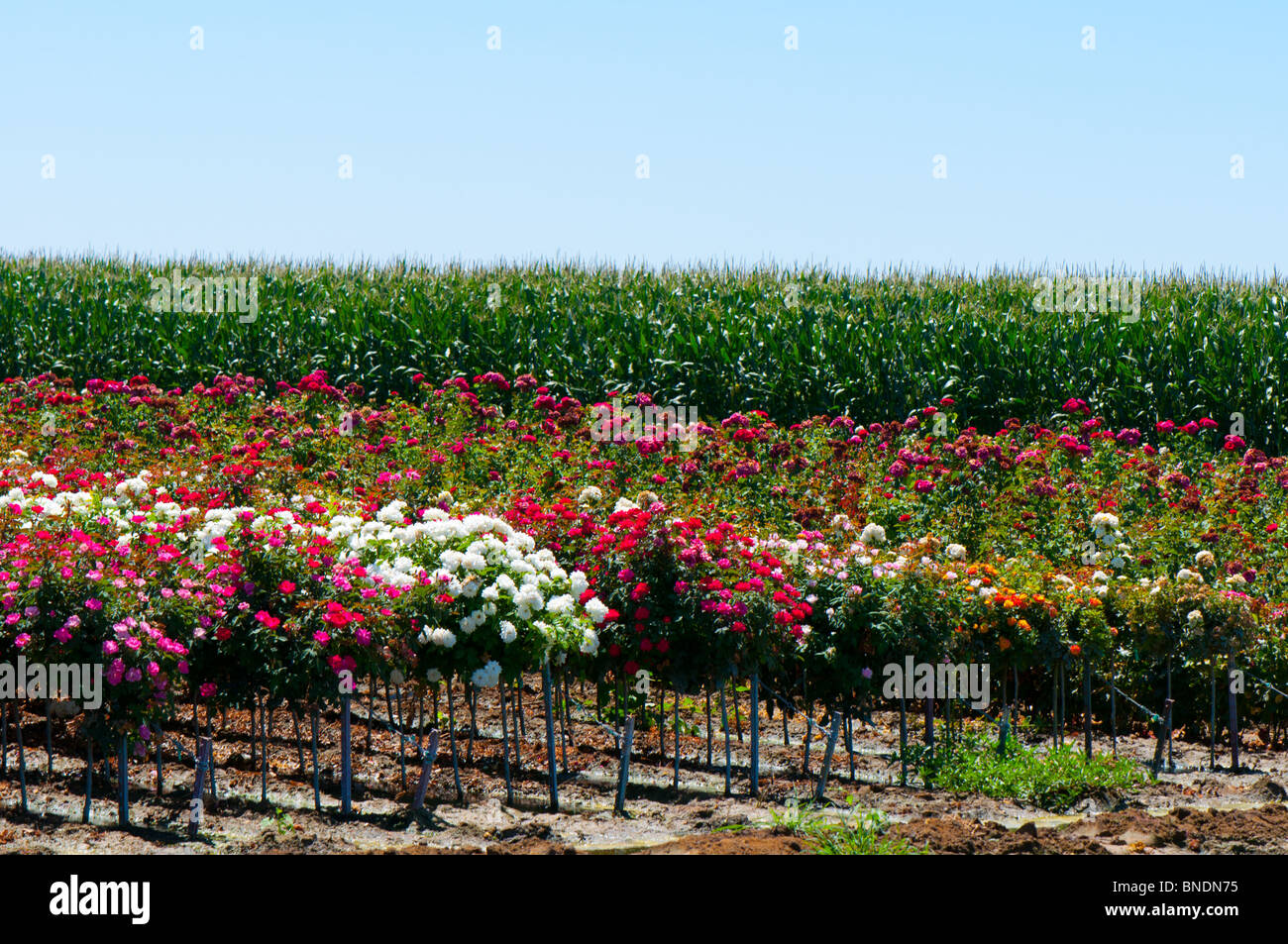 Rose nursery farm rosa hi-res stock photography and images - Alamy