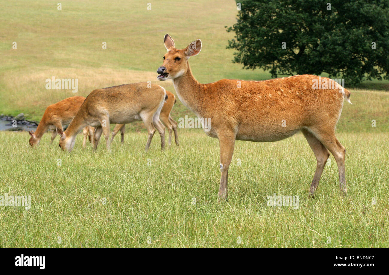 Swamp Deer, Barasingha or Barasinga, Rucervus duvaucelii, Cervidae ...