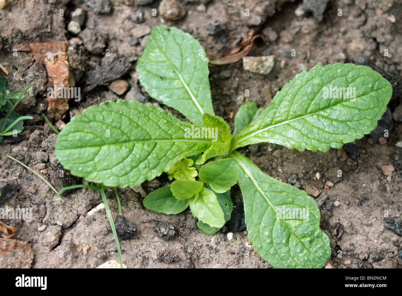 Green Alkanet, Pentaglottis sempervirens, also known as Evergreen ...