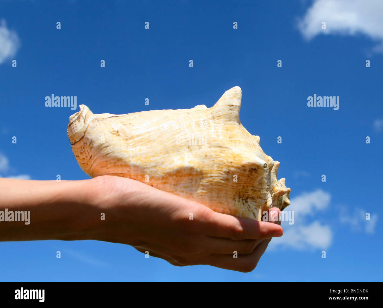 Hand with a seashell against blue sky Stock Photo - Alamy