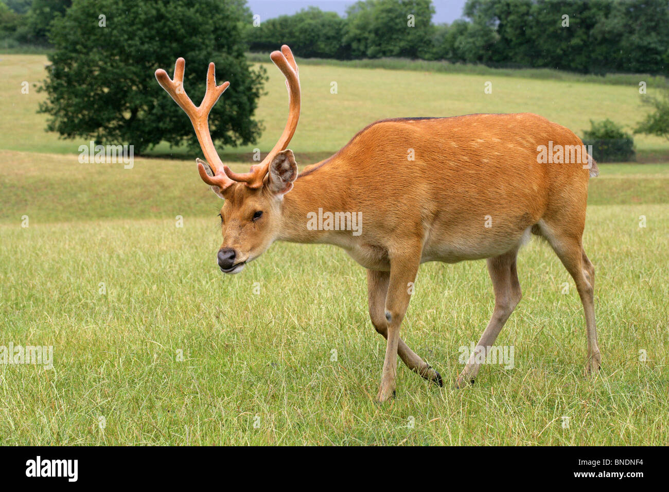 Swamp Deer Stag, Barasingha or Barasinga, Rucervus duvaucelii, Cervidae ...