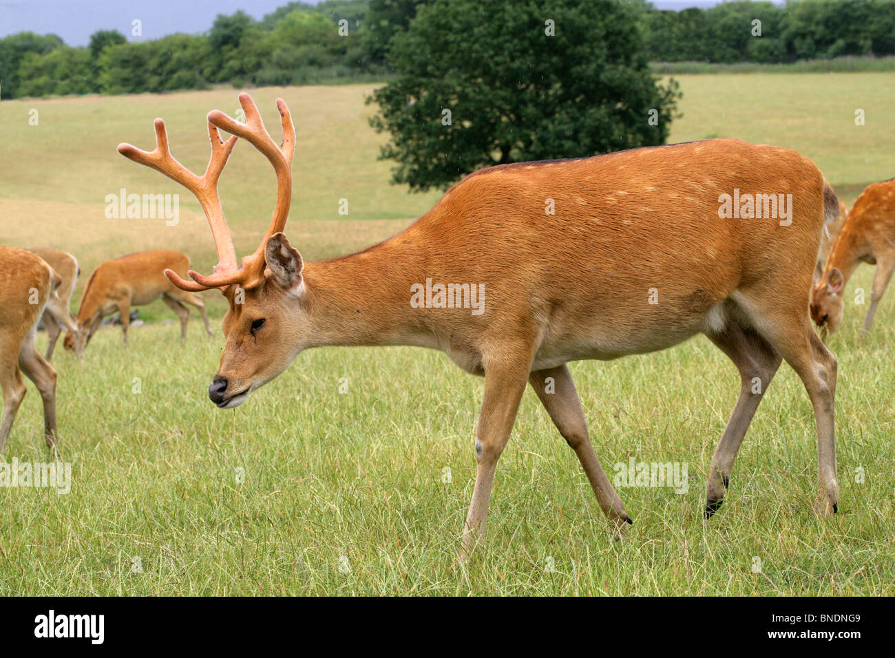 Swamp Deer Stag, Barasingha or Barasinga, Rucervus duvaucelii, Cervidae ...