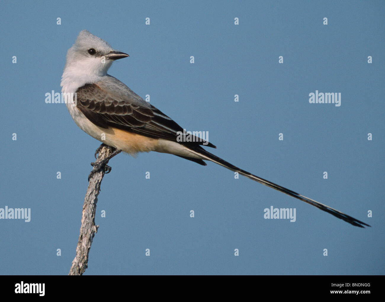 Texas bird of paradise hi-res stock photography and images - Alamy
