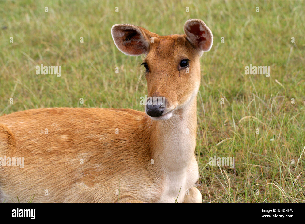 Swamp Deer, Barasingha or Barasinga, Rucervus duvaucelii, Cervidae ...