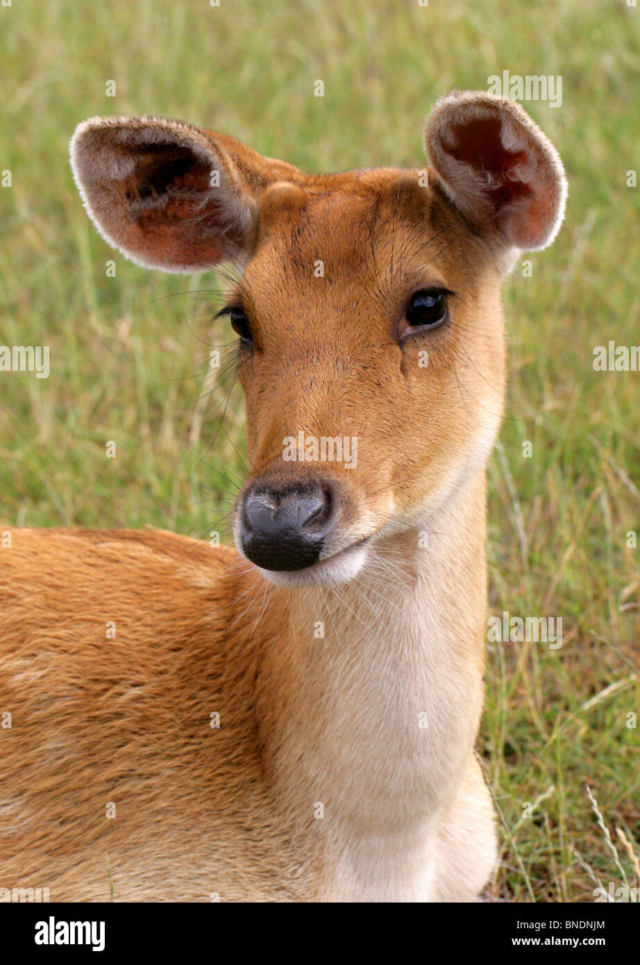 Female barasingha hi-res stock photography and images - Alamy