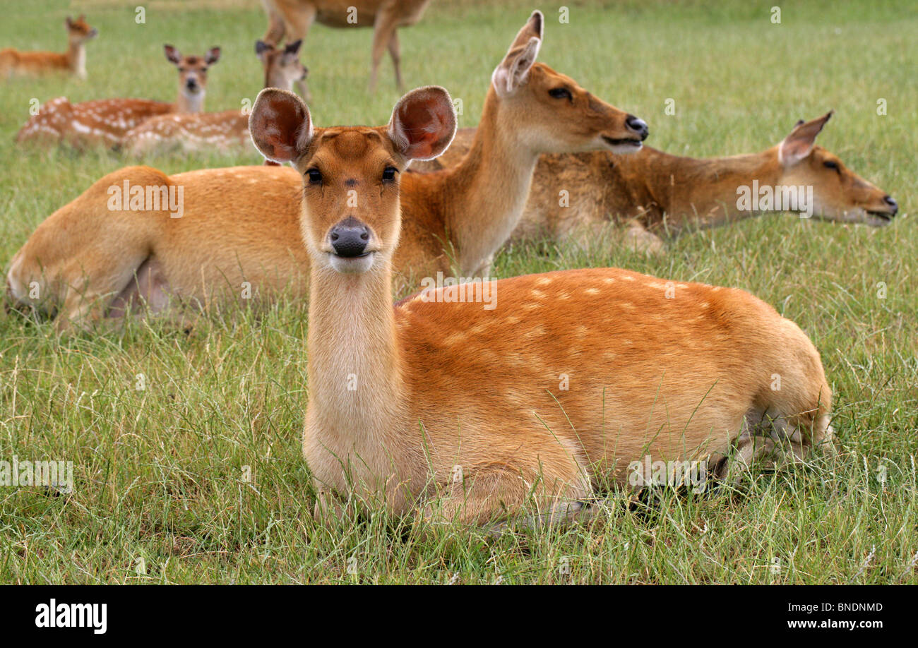 Swamp Deer, Barasingha or Barasinga, Rucervus duvaucelii, Cervidae ...