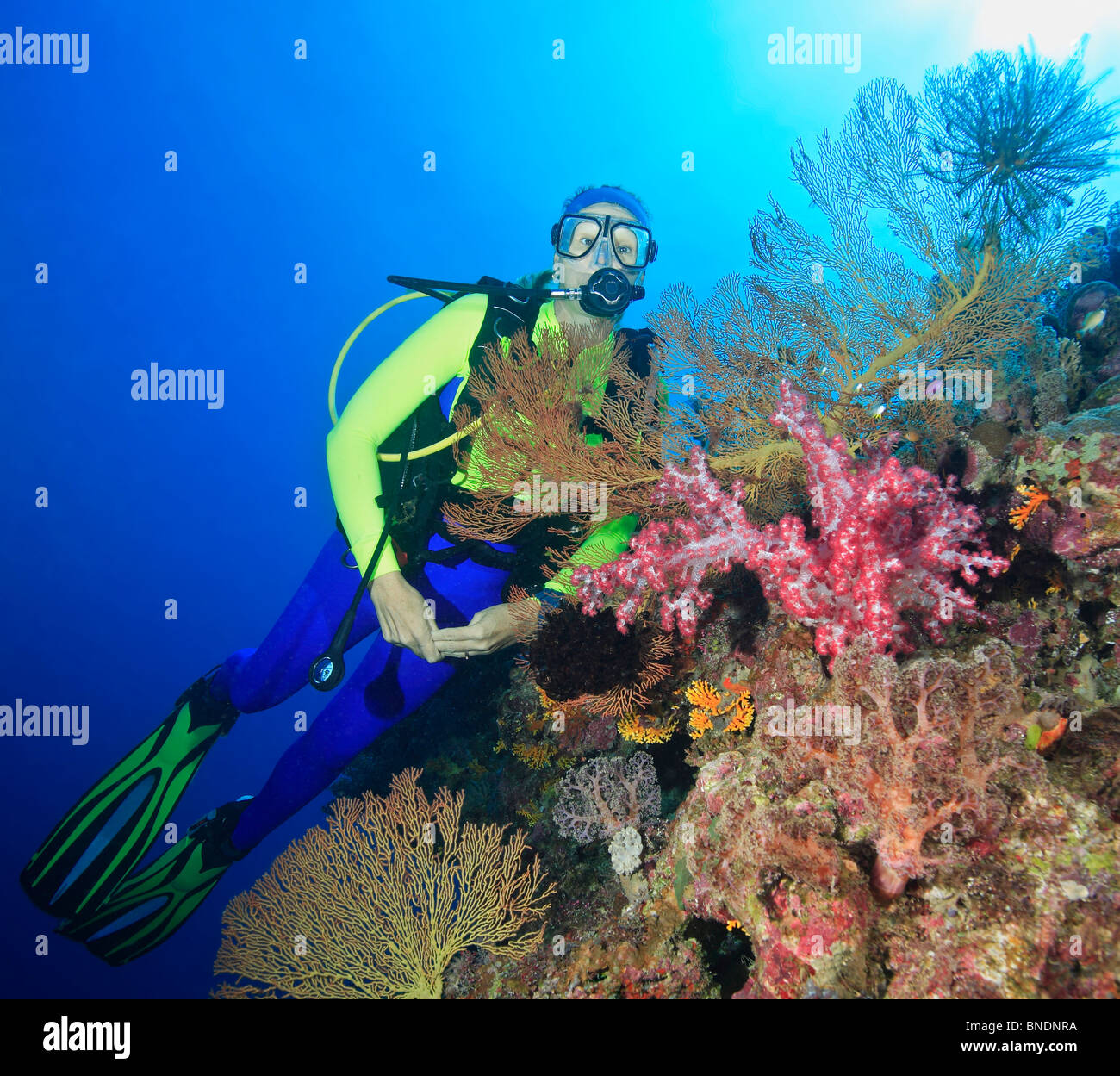 Female diver reef hi-res stock photography and images - Alamy