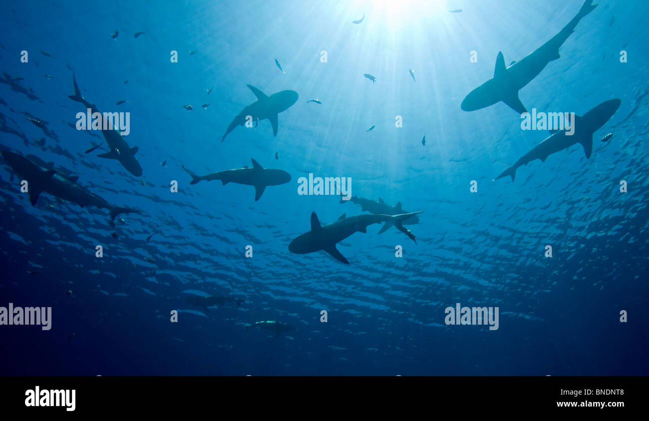 a school of ten sharks swimming in shallow water, silhouetted against ...