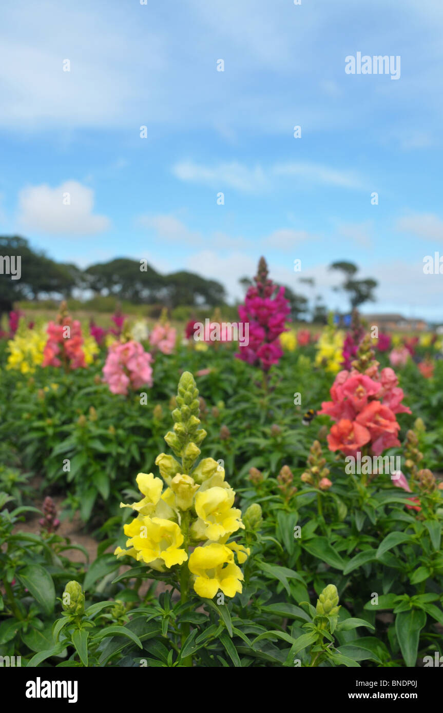 A small field patch of a variety of colorful flowers Stock Photo - Alamy