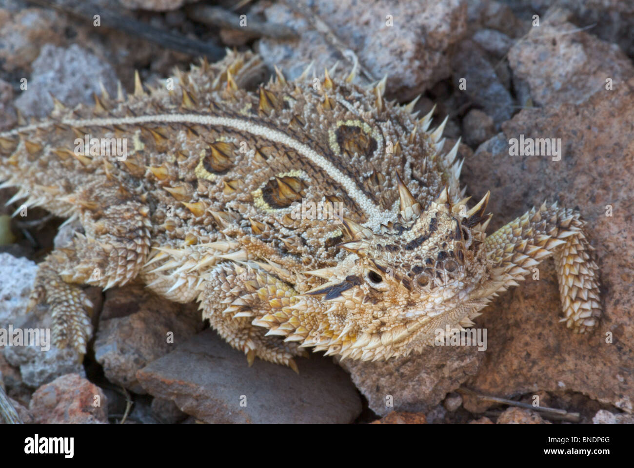A Texas Horned Lizard (Phrynosoma cornutum) with a missing foot in City ...