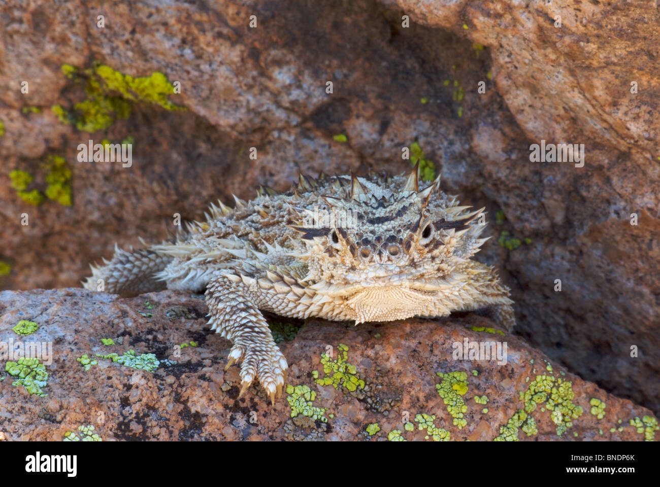 A Texas Horned Lizard (Phrynosoma cornutum) peering from a rocky ...
