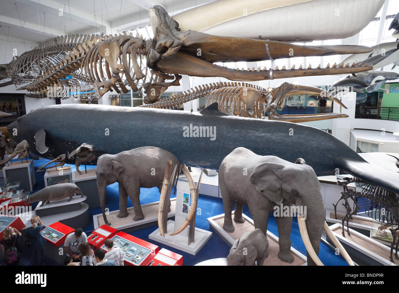 Animal exhibits in a museum, Natural History Museum, Kensington, London ...