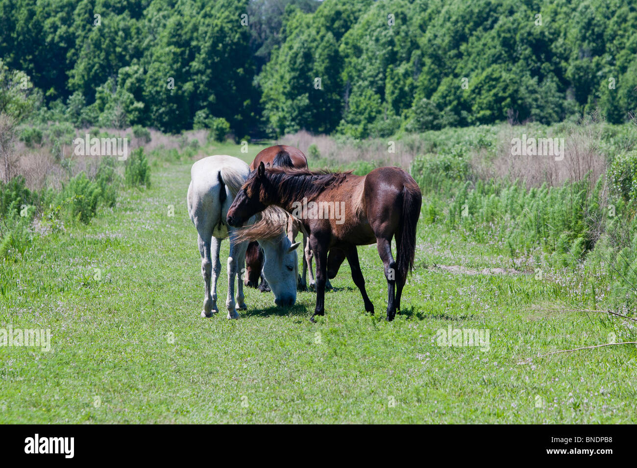 Wild horses and a newborn foal colt on a Florida prairie Stock Photo ...