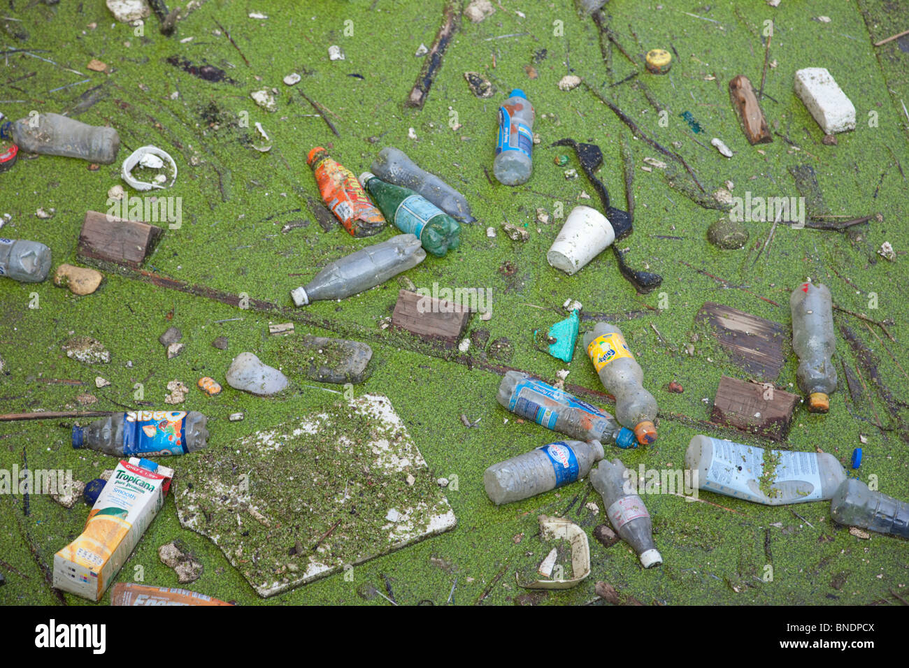 Plastic garbage floating on water, Thames River, London, England Stock ...