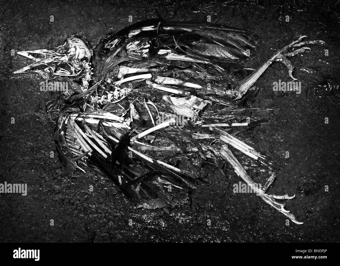 The exposed skeleton of a decomposed bird Stock Photo - Alamy