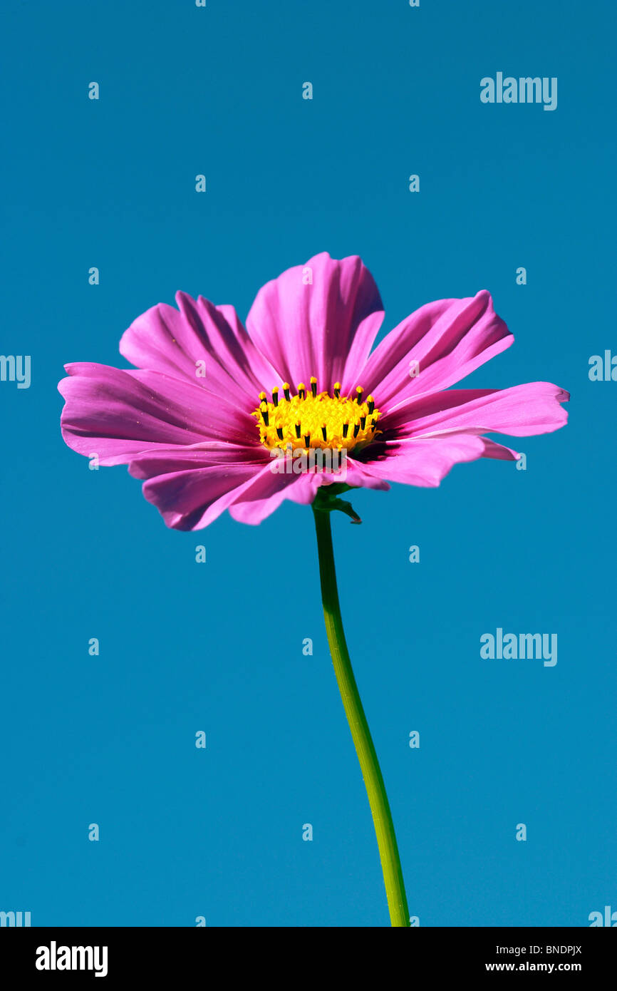 A single pink cosmos blossom Stock Photo - Alamy