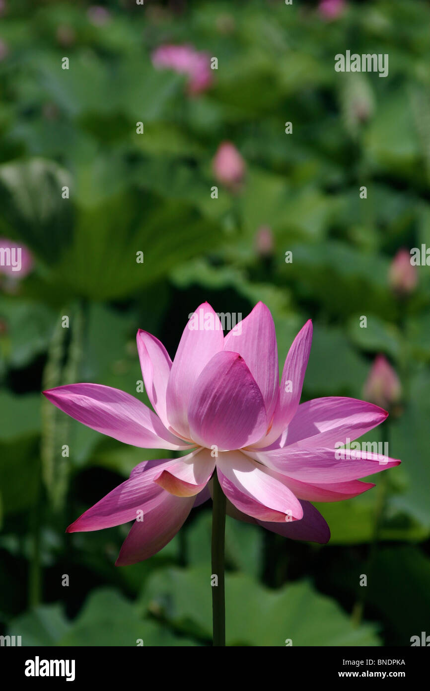 An open lotus blossom standing upright Stock Photo - Alamy