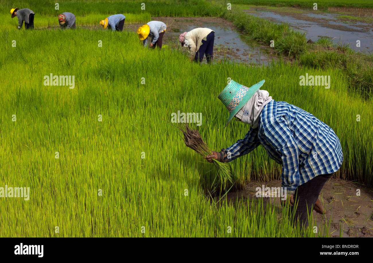 Rice farmer thailand hi-res stock photography and images - Alamy
