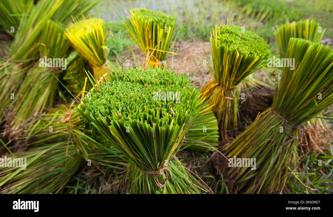 rice waiting for plant, Thailand Stock Photo - Alamy