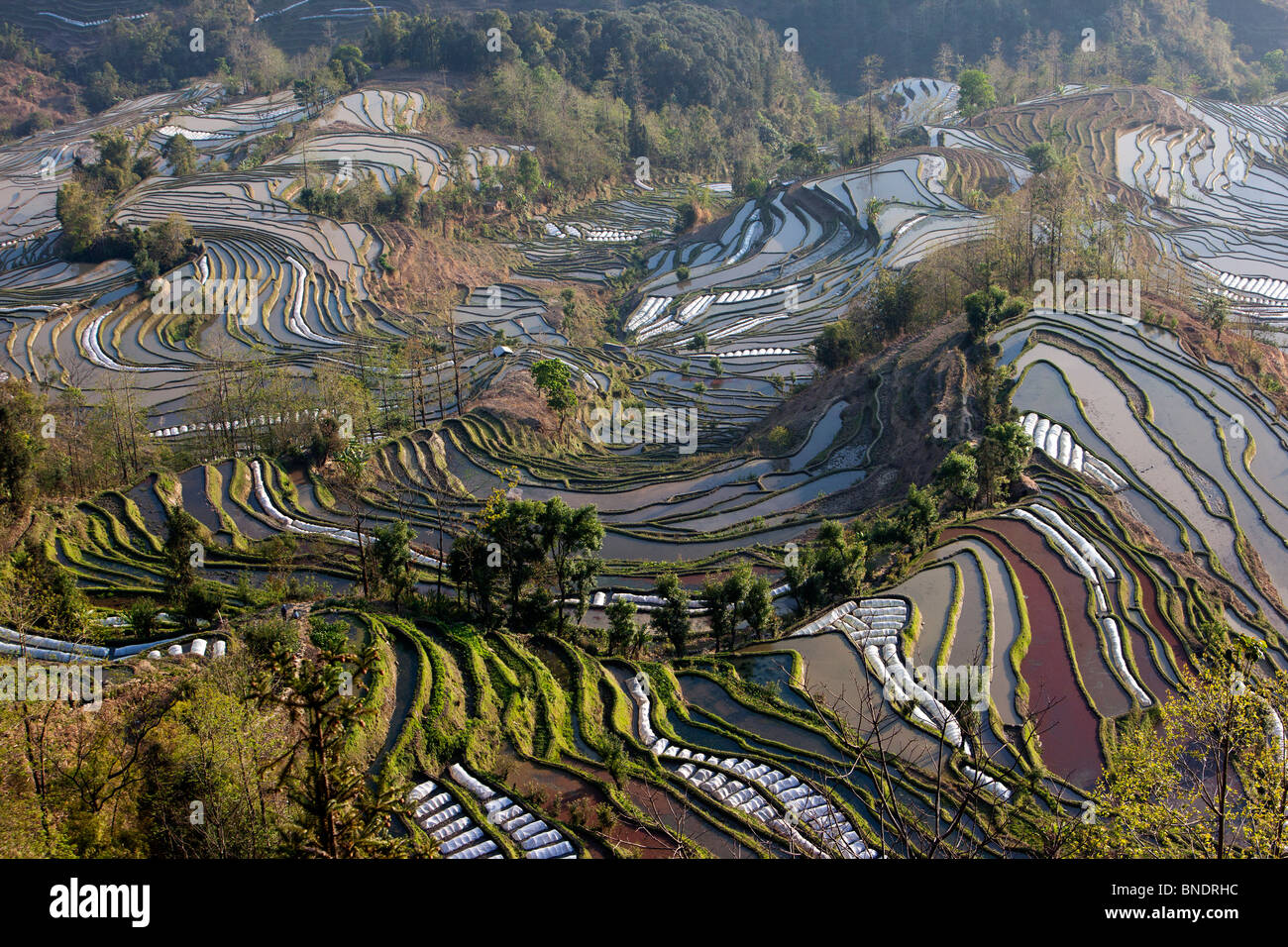 Yuanyang hi-res stock photography and images - Alamy
