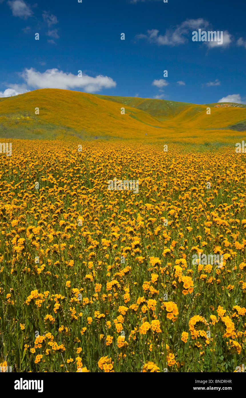 Fiddleneck (Amsinckia) wildflowers in the Lost Hills of California, USA ...