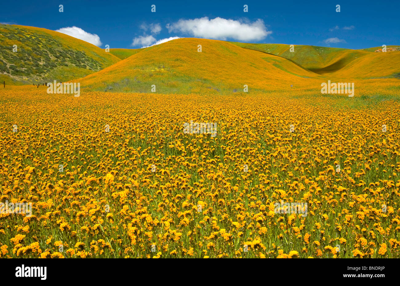 Fiddleneck (Amsinckia) wildflowers in the Lost Hills of California, USA ...