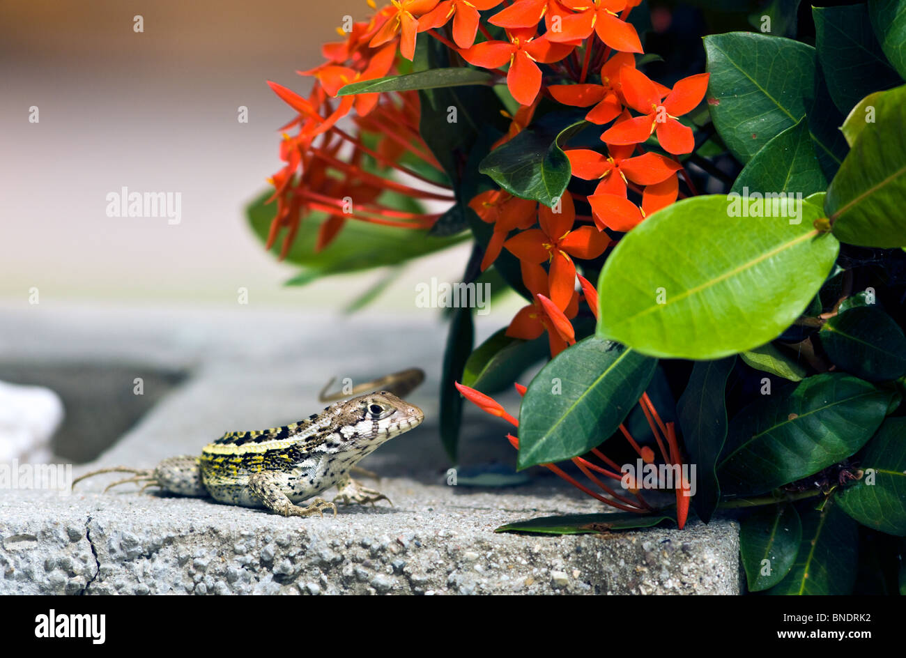 Haiti, Sud Province, Ile a Vache, curly-tailed lizard Stock Photo - Alamy