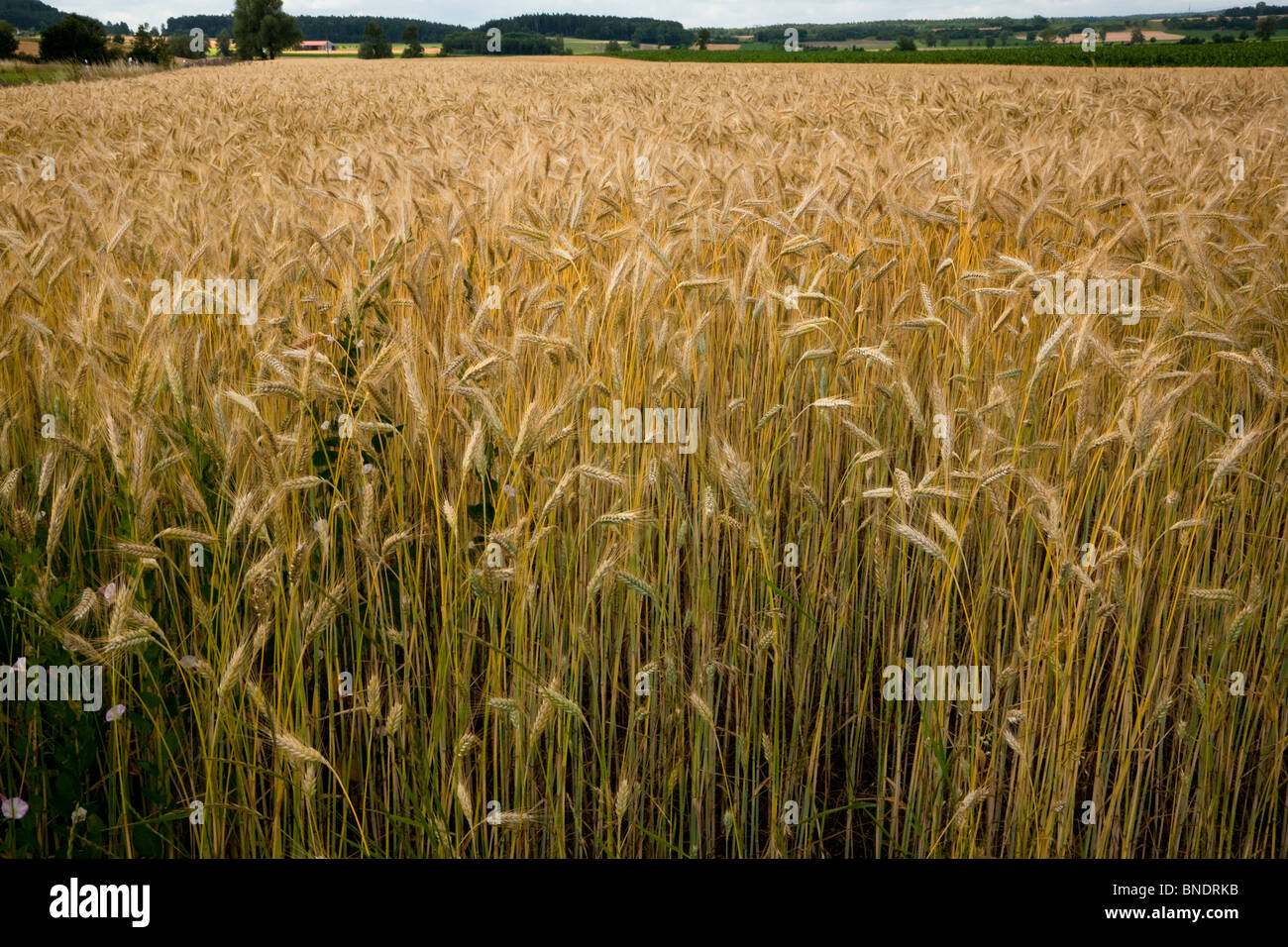 How Tall Is Wheat