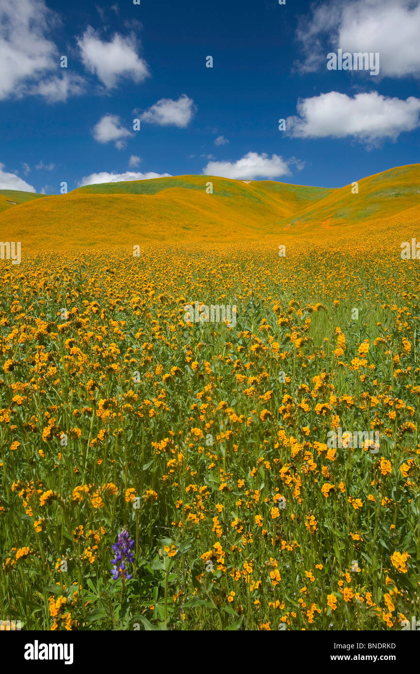 Fiddleneck (Amsinckia) wildflowers in the Lost Hills of California, USA ...