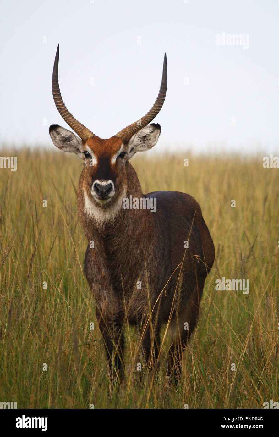 Defassa waterbuck hi-res stock photography and images - Alamy