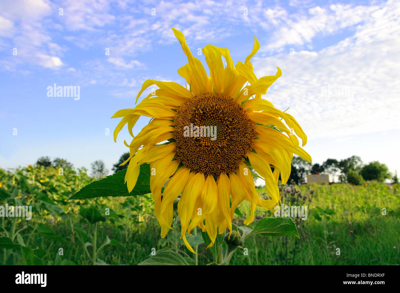 Picture of a sunflower hi-res stock photography and images - Alamy