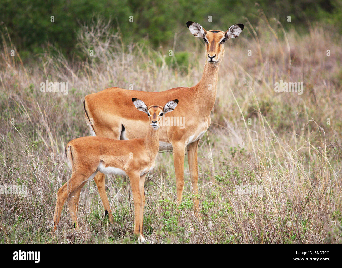 Female Impala and offspring, Nairobi National Park Stock Photo - Alamy