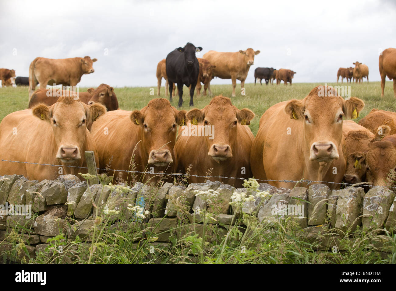 Cows looking over wall hi-res stock photography and images - Alamy