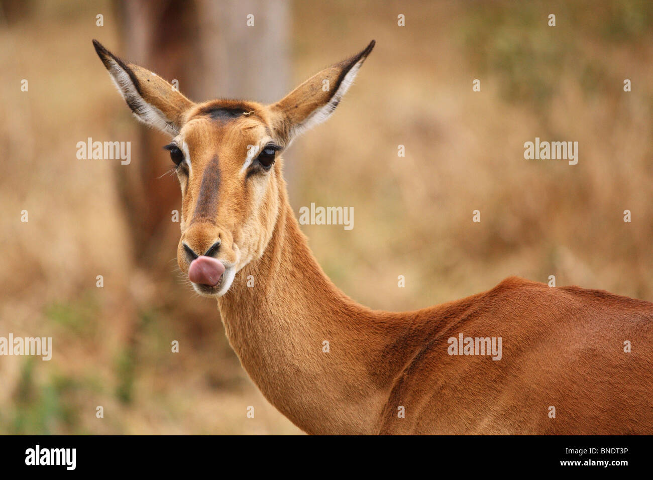 Female impala with horns hi-res stock photography and images - Alamy