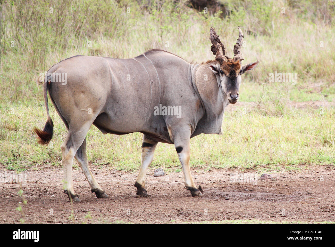 Common Eland, Nairobi National Park Stock Photo - Alamy