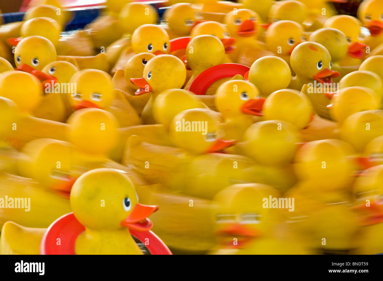 Close-up of rubber ducks, New Mexico State Fair, Albuquerque, New ...