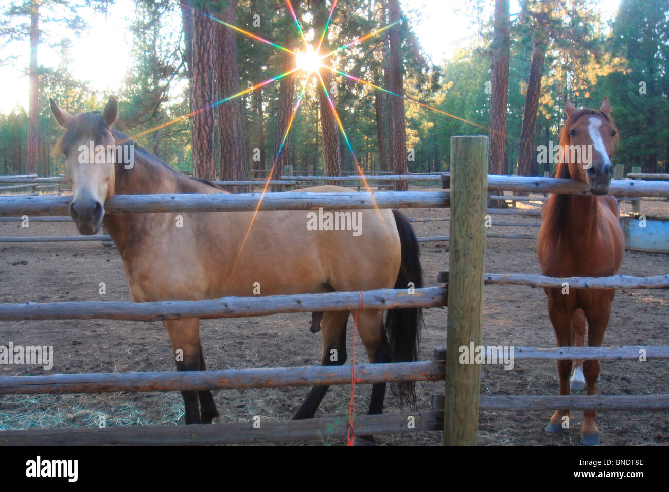 Horses in a corral, USA Stock Photo - Alamy