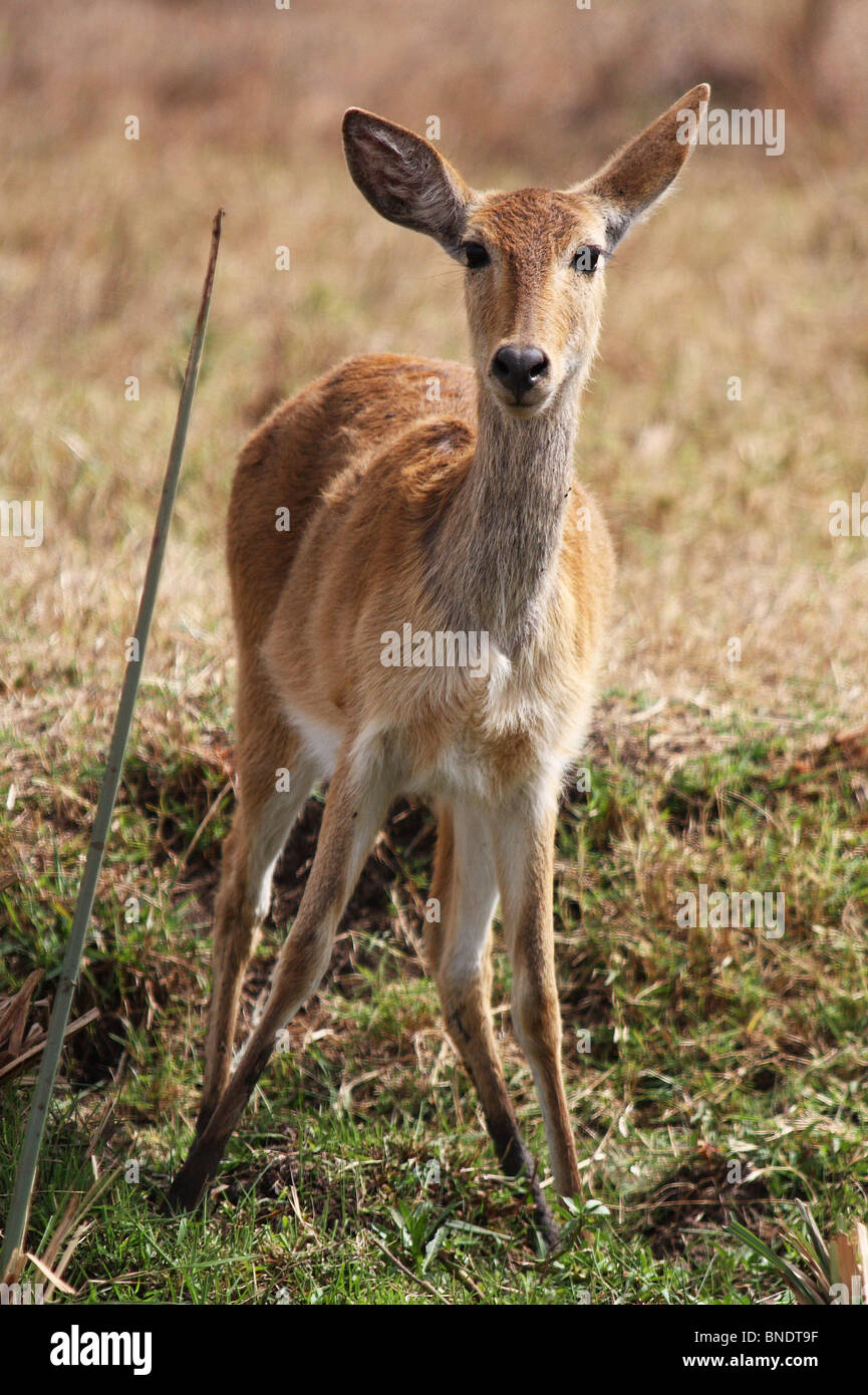 Bohor hi-res stock photography and images - Alamy