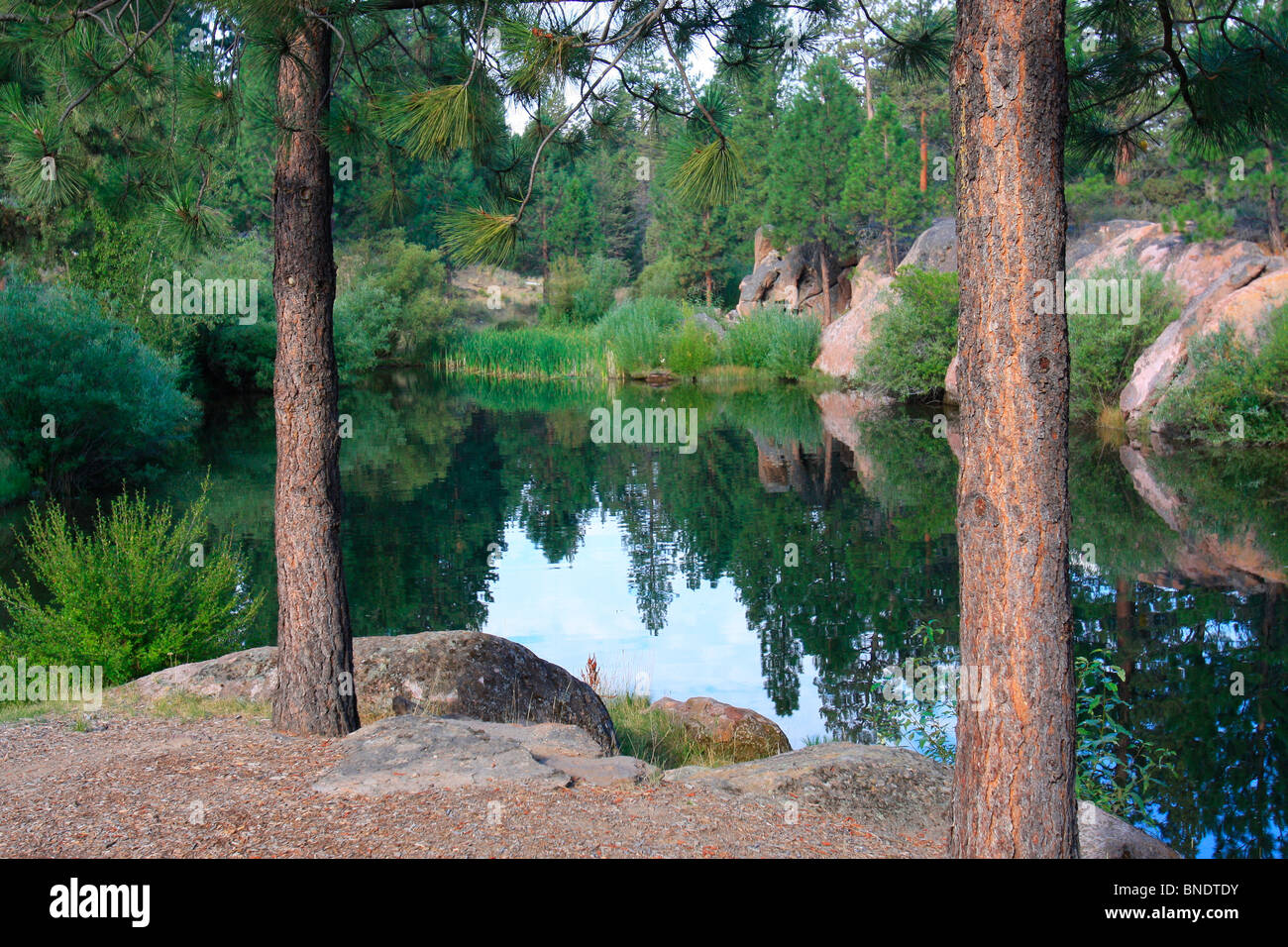 Ponderosa pine trees near a pond, Oregon, USA Stock Photo - Alamy