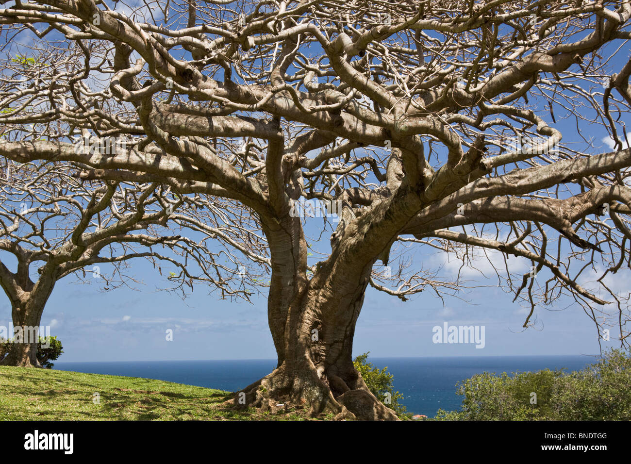 Large outstretched tree with many thin branches with blue sky and bue ...