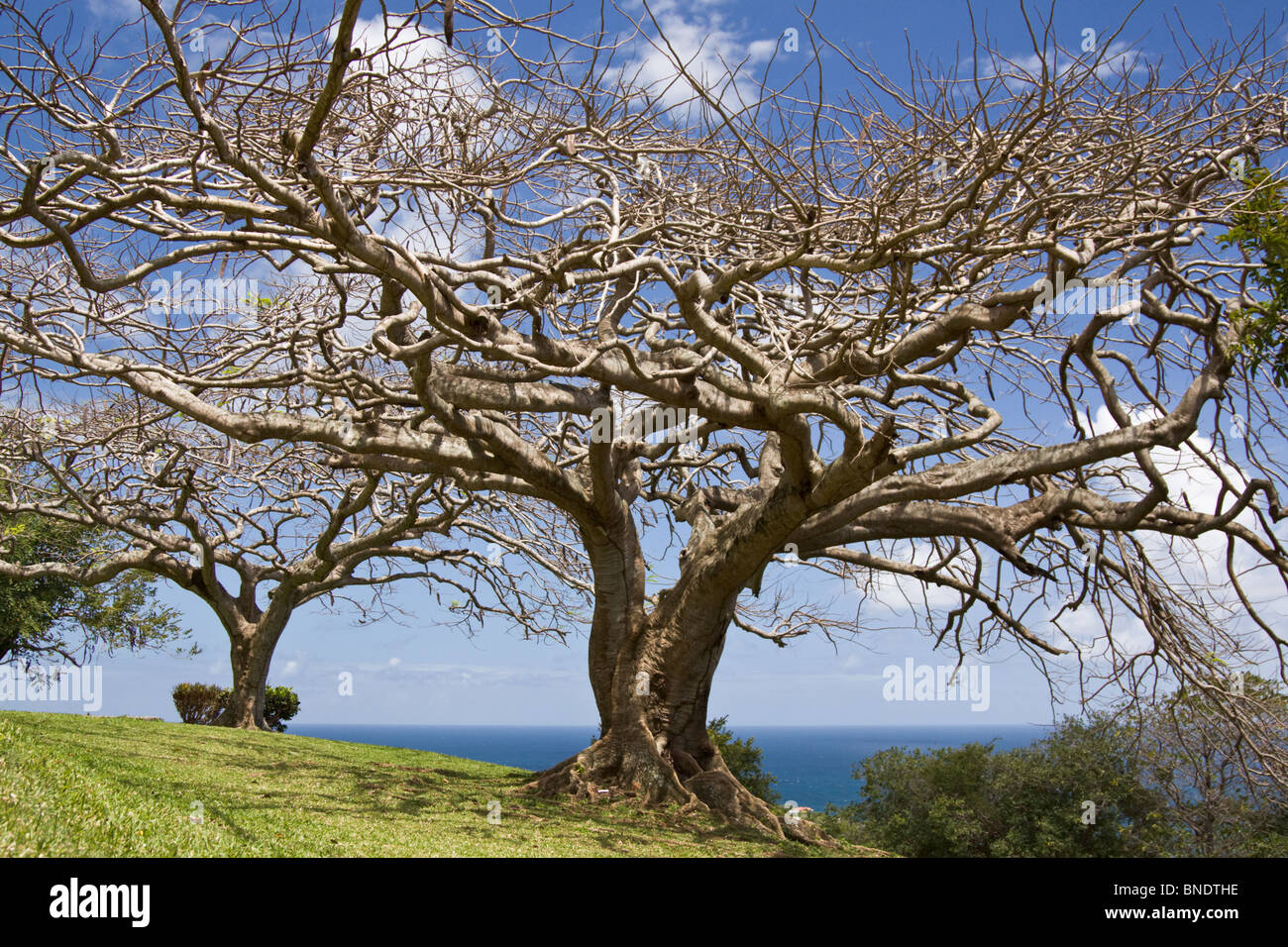 Large outstretched tree with many thin branches with blue sky and bue ...