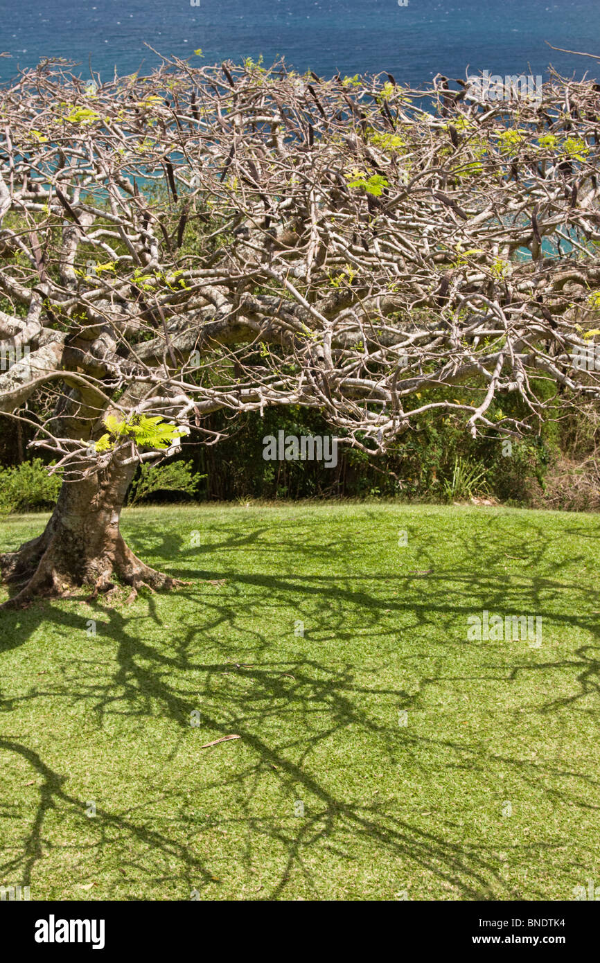Large outstretched tree with many thin branches with blue sky and bue ...