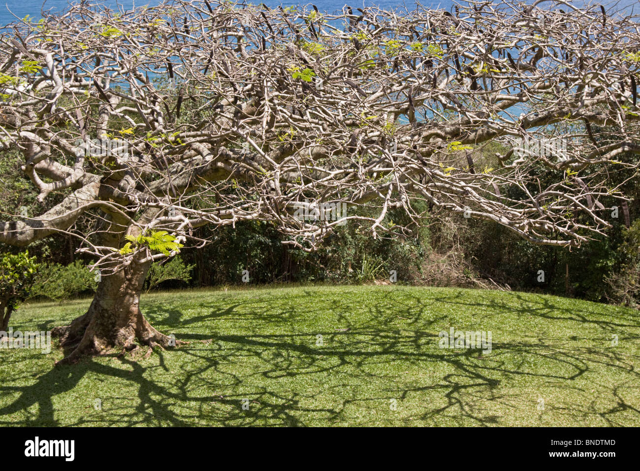 Large outstretched tree with many thin branches with blue sky and bue ...