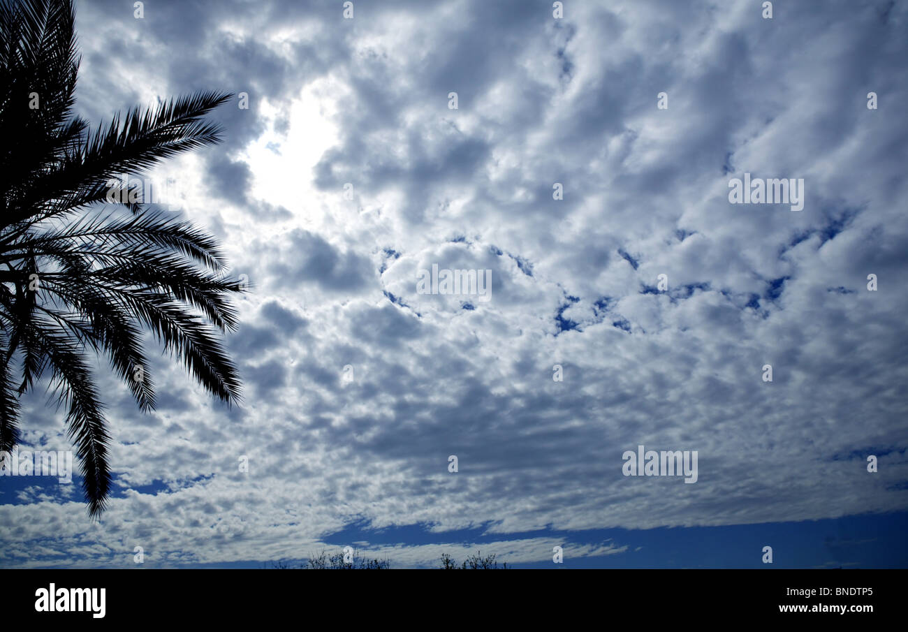 cloudy sky backlight with palm tree silhouette Stock Photo - Alamy